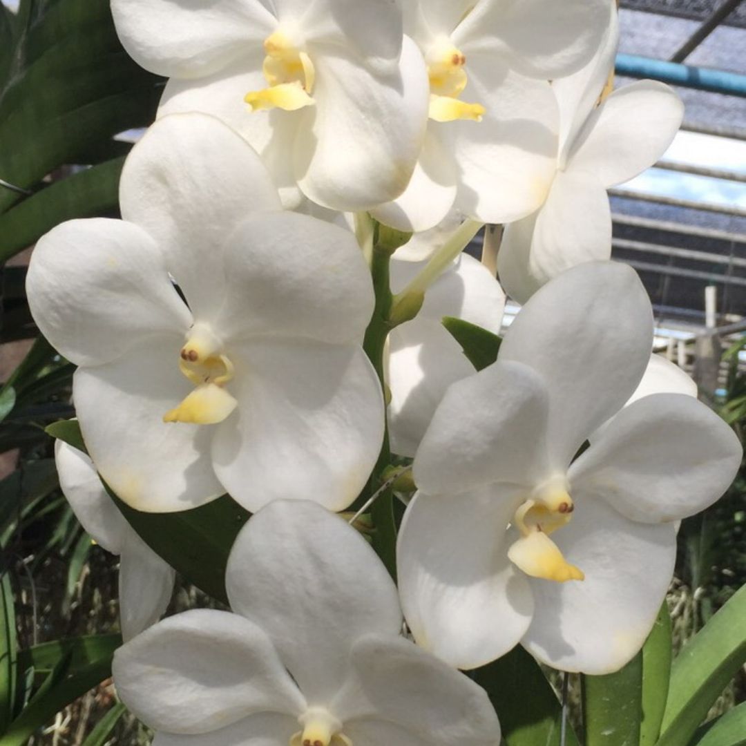 Snow White Diamond – Vanda Veranda